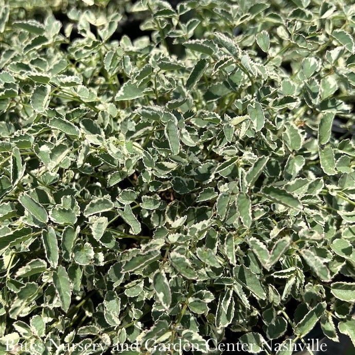 #1 Sanguisorba minor Little Angel/ Dwarf Variegated Burnet