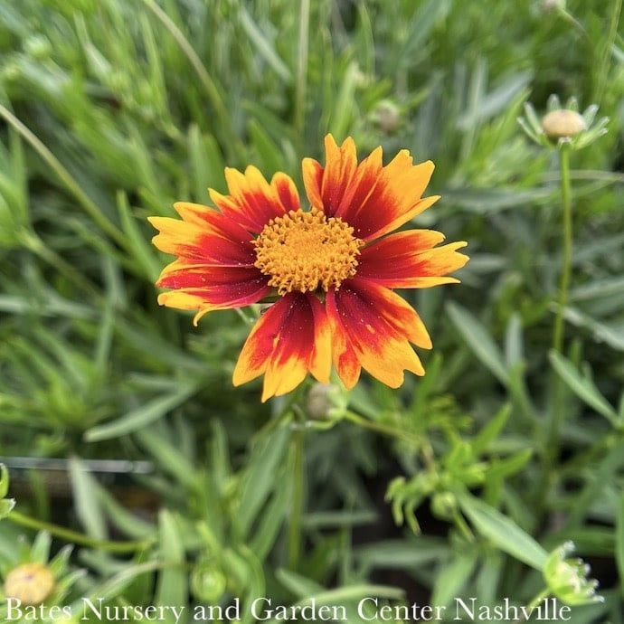 #1 Coreopsis x PW Li'l Bang 'Daybreak'/ Orange and Red Tickseed