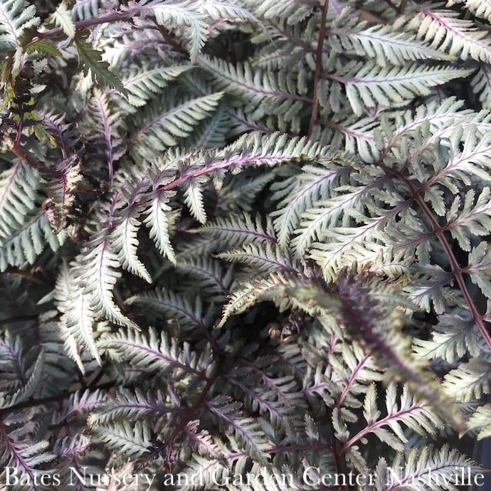 #1 Athyrium niponicum Pictum/Japanese Painted Fern