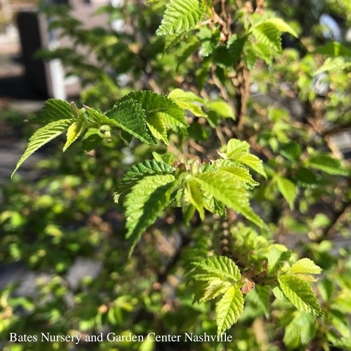 #3 Ulmus x holl Jacqueline Hillier/Dwarf Elm