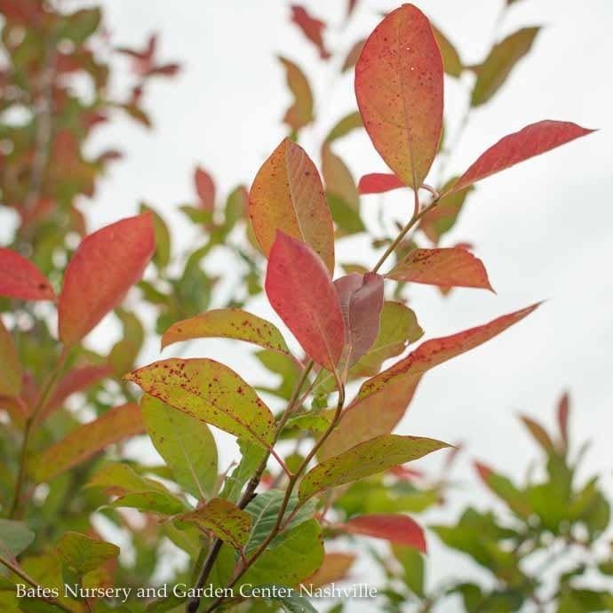 #5 Nyssa sylvatica Wildfire/Black Gum Tupelo