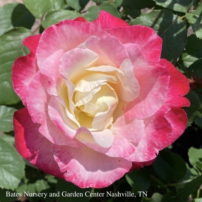 #2 Rosa Double Delight/ Red and Cream Hybrid Tea Rose - No Warranty