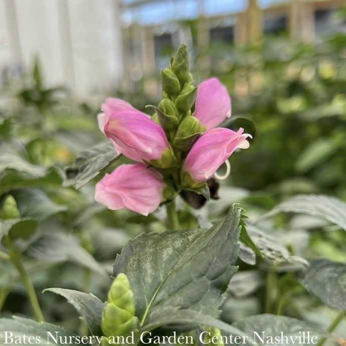 #1 Chelone obliqua Tiny Tortuga/ Dark Pink Turtlehead Native (TN)