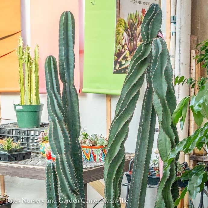 14p! Cactus Cereus Peruvians Multi /Tropical