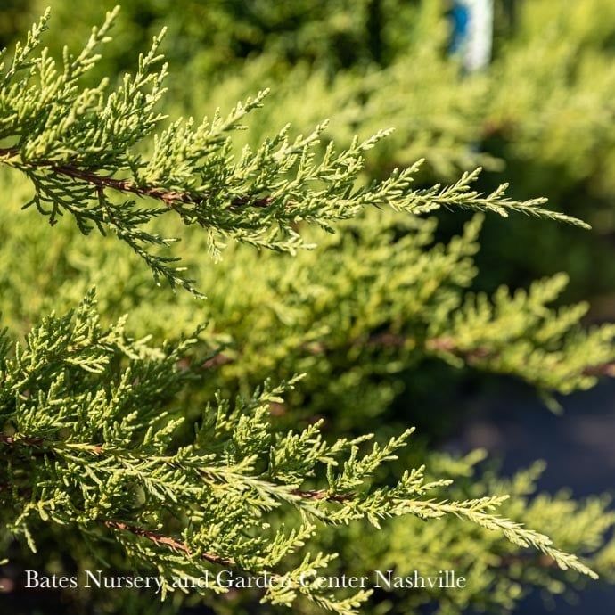 #3 Juniperus chin Pfitzeriana Compacta/ Nick's Compact Pfitzer ...