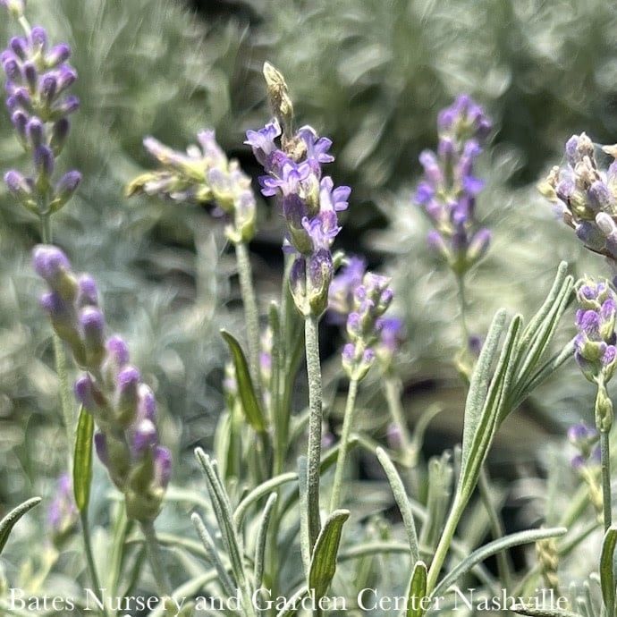 #1 Lavandula ang Hidcote/ English Lavender - No Warranty