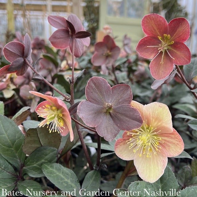#1 Helleborus HGC Merlin/ Pink Lenten Rose