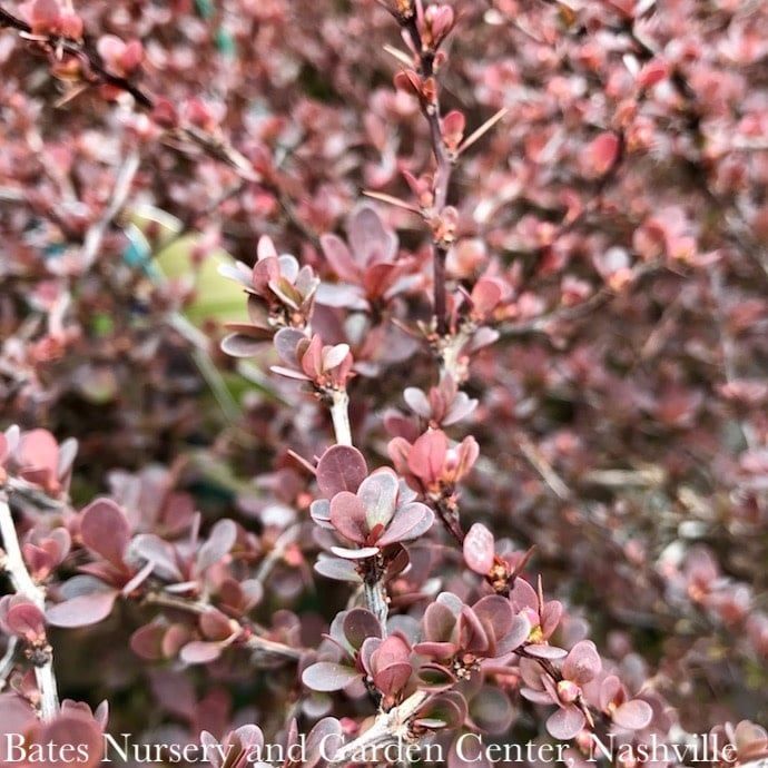#2 Berberis thun PW Sunjoy 'Mini Salsa'/ Dwarf Barberry
