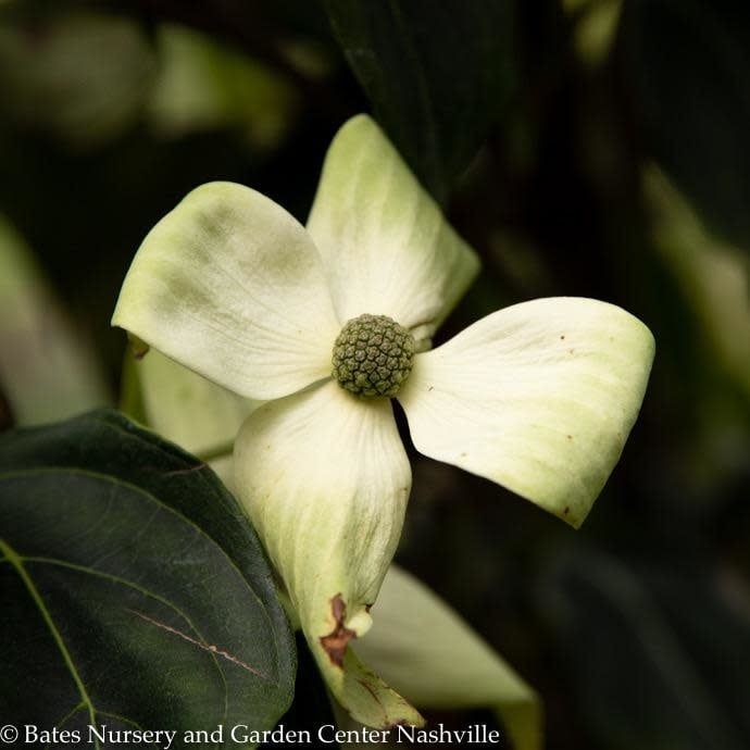 #15 Cornus Little Princess/ Compact Flowering White Dogwood