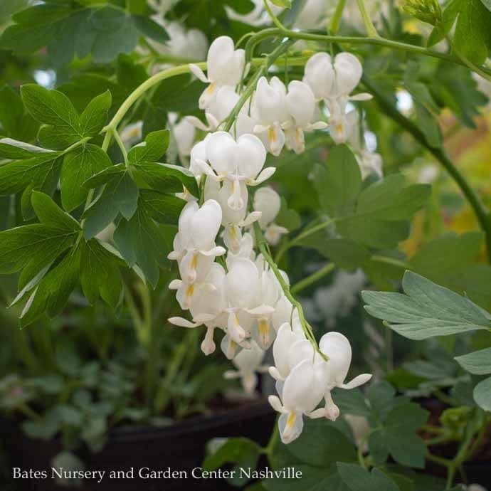 #1 Dicentra spect Alba/ White Bleeding Heart Ephemeral