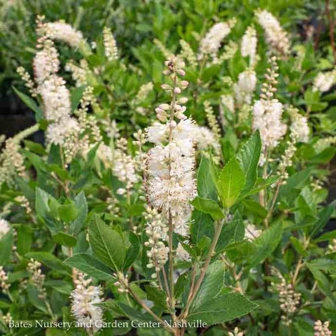 #5 Clethra alnifolia PW Crystalina 'Sugartina'/ White Summersweet ...
