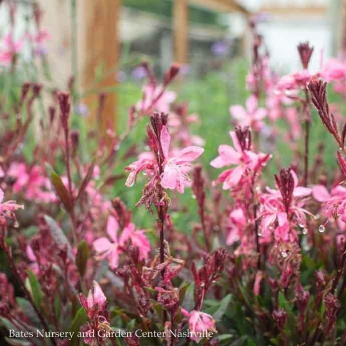 #1 Gaura lin Ballerina Rose
