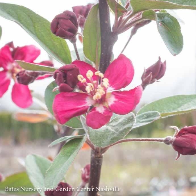 Crabapple (Malus) Trees | Bates Nursery & Garden Center | Nashville, TN
