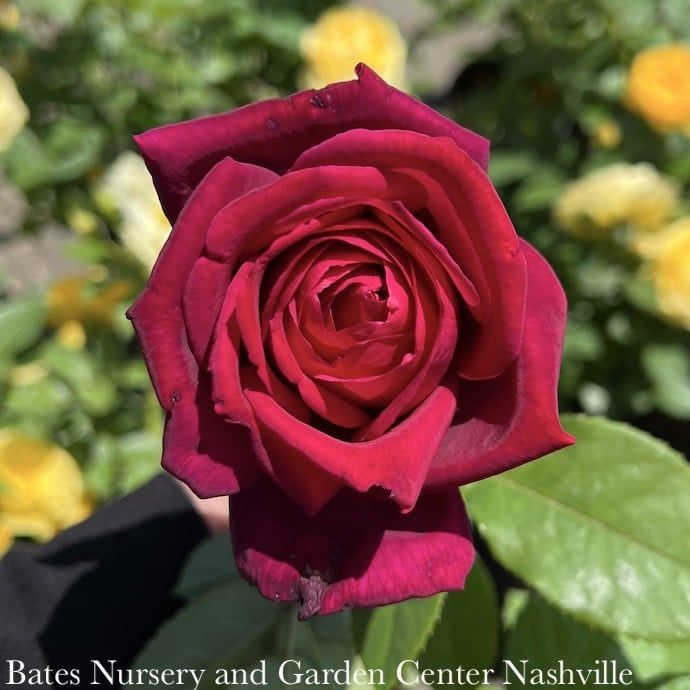 #3 Rosa Chrysler Imperial/ Red Hybrid Tea Rose - No Warranty