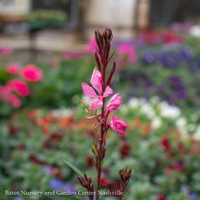 #1 Gaura lin Belleza 'Dark Pink'