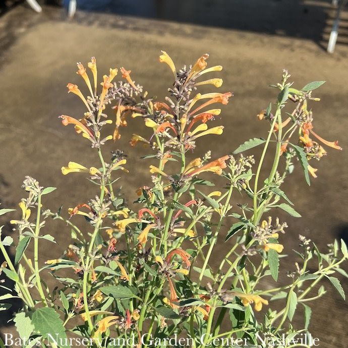#1 Agastache x Kudos Mandarin/ Hummingbird Mint