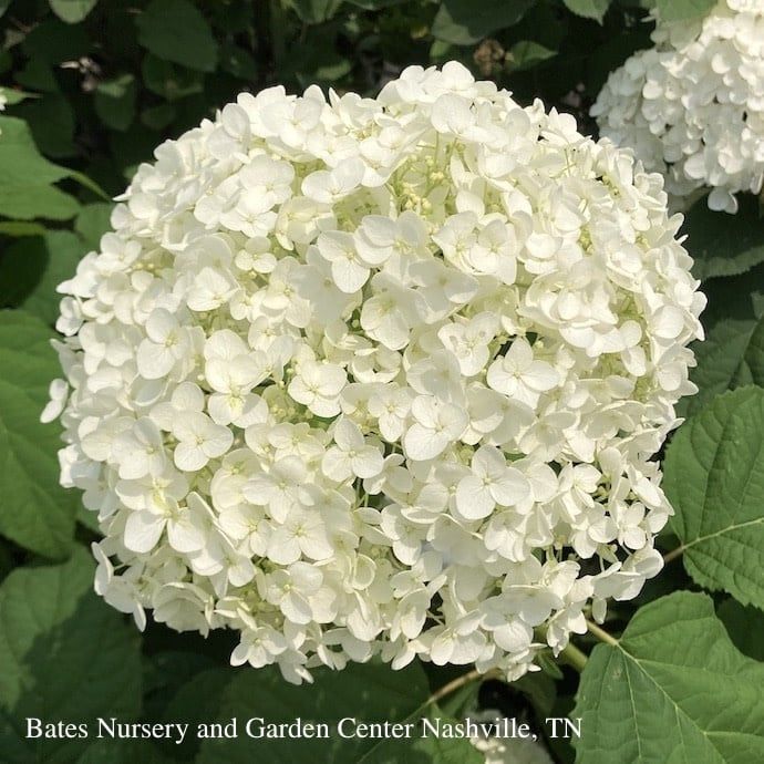 #2 Hydrangea arbor Annabelle/ Smooth White Native (TN)