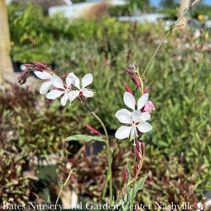 #1 Gaura lin Siskiyou Pink