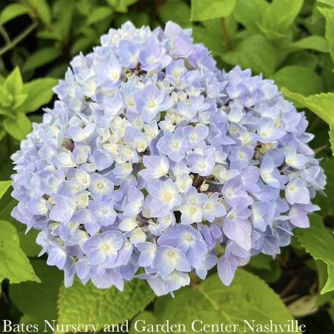 #1 Hydrangea mac Blue Enchantress/Bigleaf/Mophead Rebloom Blue to Pink