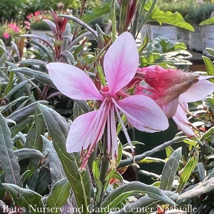 #1 Gaura lin Steffi 'Blush Pink'