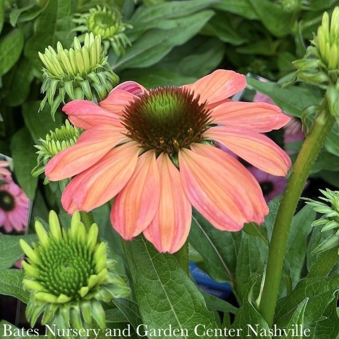 #1 Echinacea x Evolution 'Colorific'/ Pink Coneflower