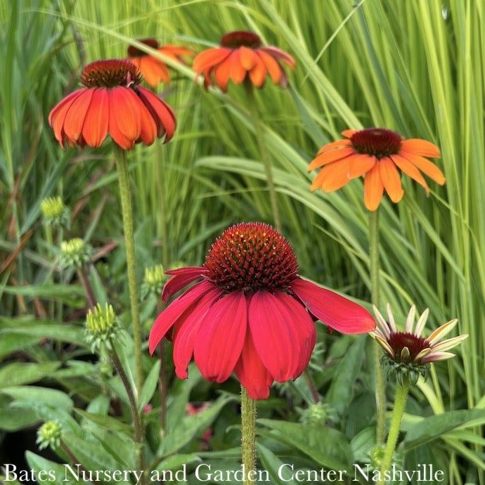 #1 Echinacea x Evolution 'Fiesta'/ Coneflower