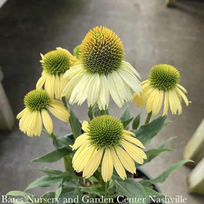 #1 Echinacea x Evolution 'Embers Sparks'/ Yellow Coneflower