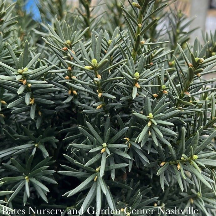 #3 Taxus x media Hicksii/Upright Yew