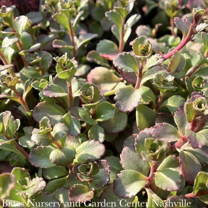 #1 Sedum Voodoo/Stonecrop