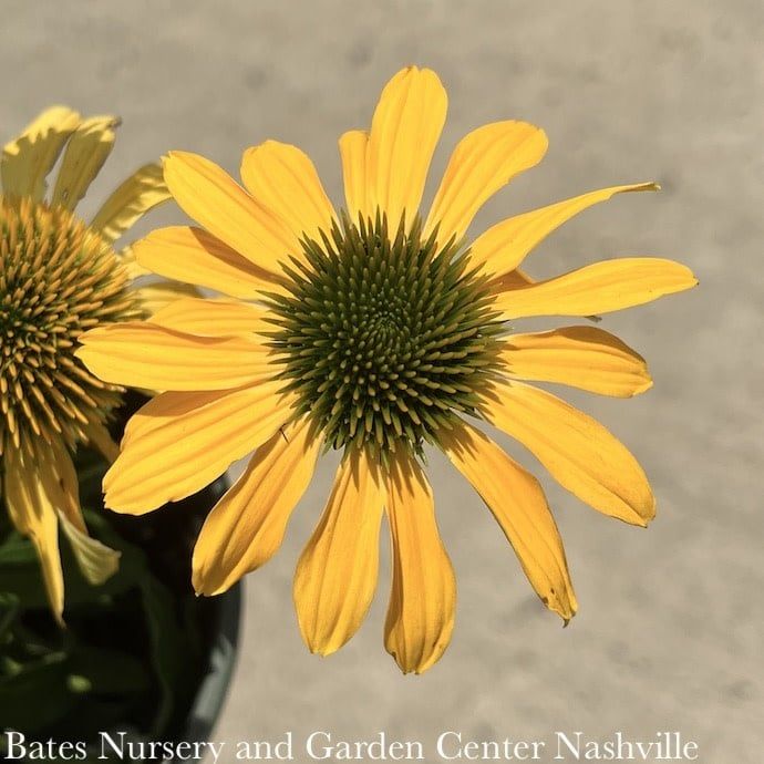#1 Echinacea x Evolution 'Yellow Falls'/ Coneflower