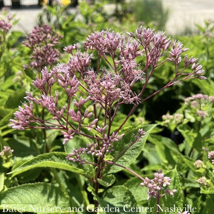 #1 Eutrochium (Eupatorium) mac atropurpureum/ Joe Pye Weed Native (TN)