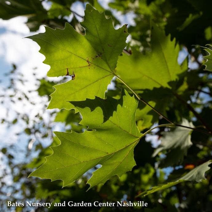 #15 Platanus occidentalis/ American Sycamore Native (TN)