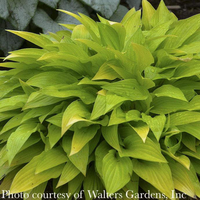 #1 Hosta Munchkin Fire/ Mini Yellow