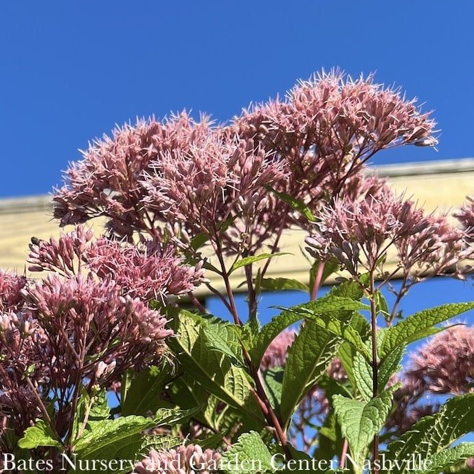 #1 Eutrochium (Eupatorium) x Phantom/ Joe Pye Weed Native (TN)