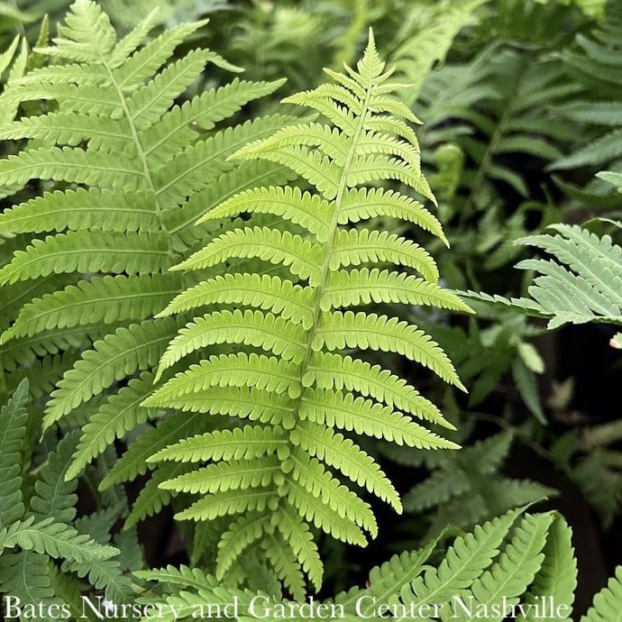 #1 Matteuccia struth The King/ Ostrich Fern Native (R)