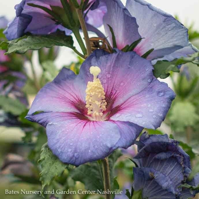 Topiary Patio Tree #7 Hibiscus syr PW Azurri Blue Satin/ Rose Of Sharon ...