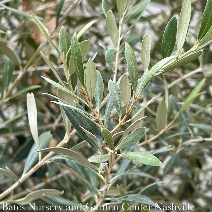 Edible 10p! Olea europaea Arbequina/ Fruiting Olive Tree /Tropical