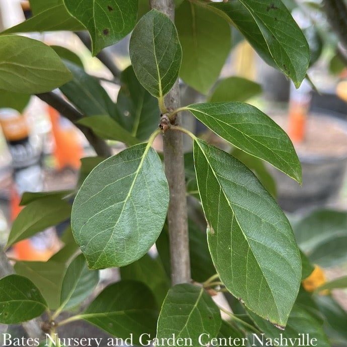 #30 Nyssa syl Tupelo Tower/ Columnar Black Gum Native (TN)