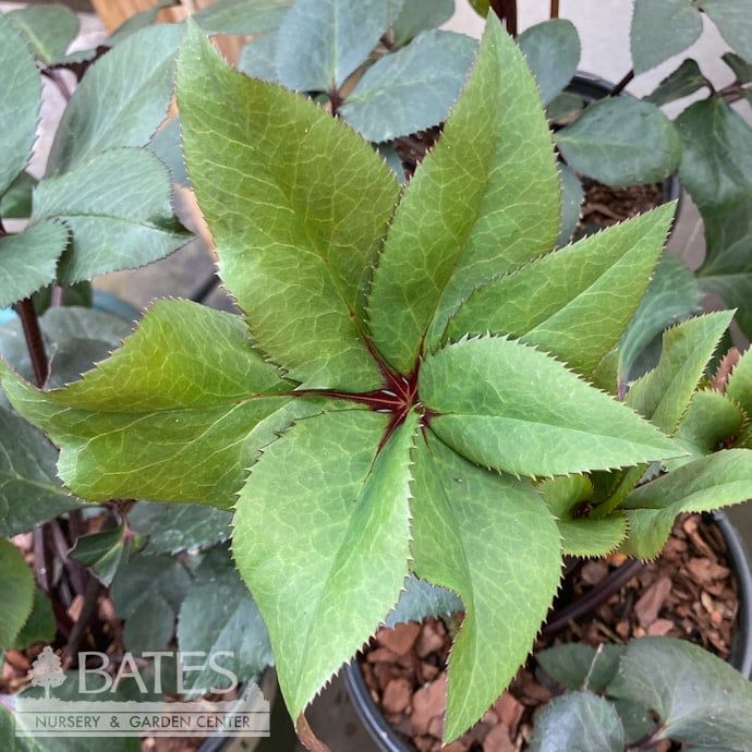 #1 Helleborus Ice N' Roses 'Merlot'/ Red Lenten Rose