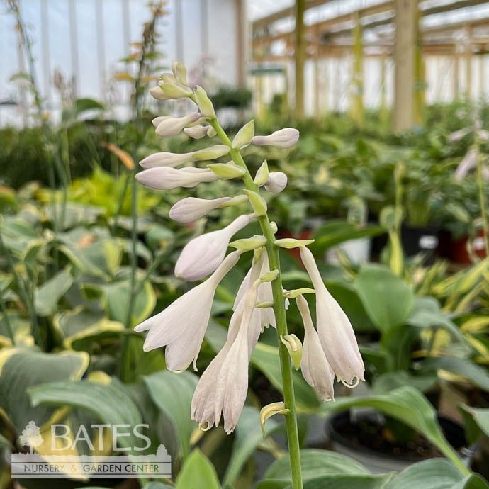 #1 Hosta Blue Mammoth