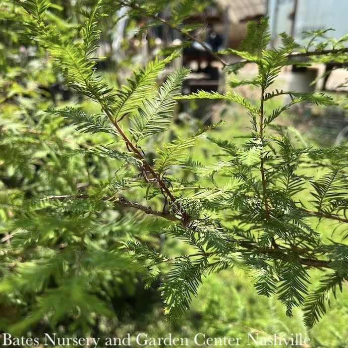 #3 Taxodium distichum/ Bald Cypress