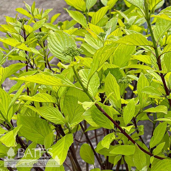 #5 Cornus alba Prairie Fire/ Golden Tatarian Red Twig Dogwood