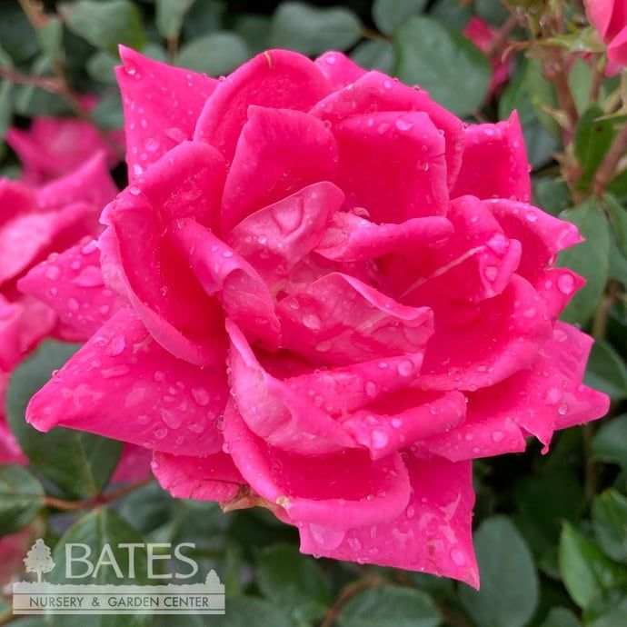 #2 Rosa Knock Out Double Pink/Shrub Rose NO WARRANTY