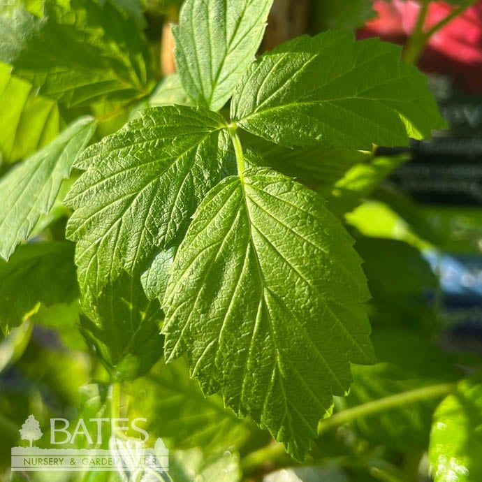 Edible #1 Rubus idaeus Indian Summer/ Raspberry Native (TN)