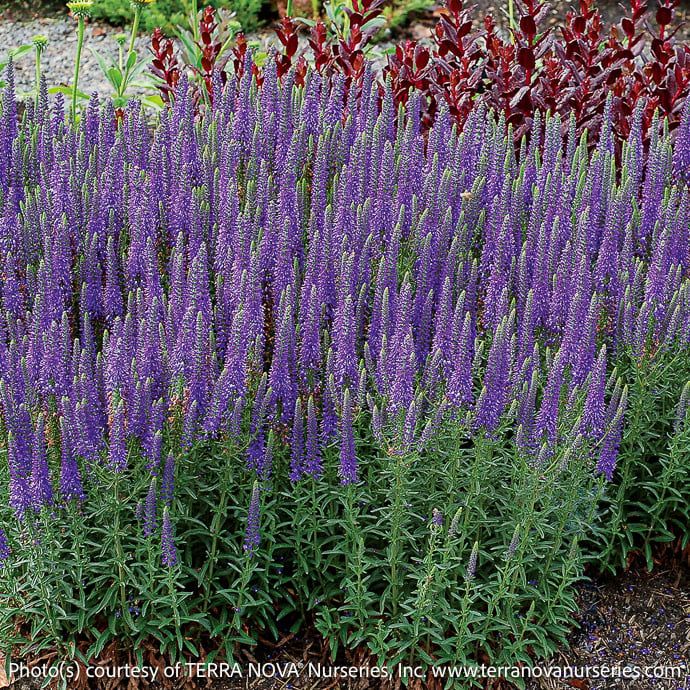 #1 Veronica Venture Blue/ Speedwell