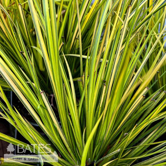 QP Grass Acorus gram Oborozuki/ Variegated Sweet Flag