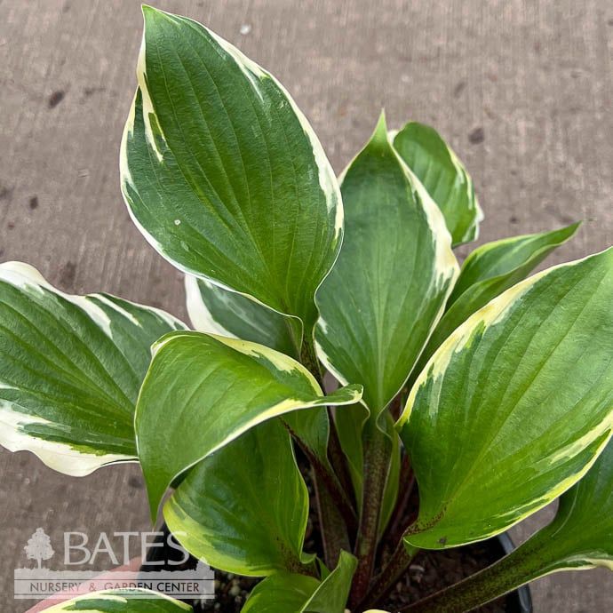#1 Hosta Sorbet/ Green, Yellow