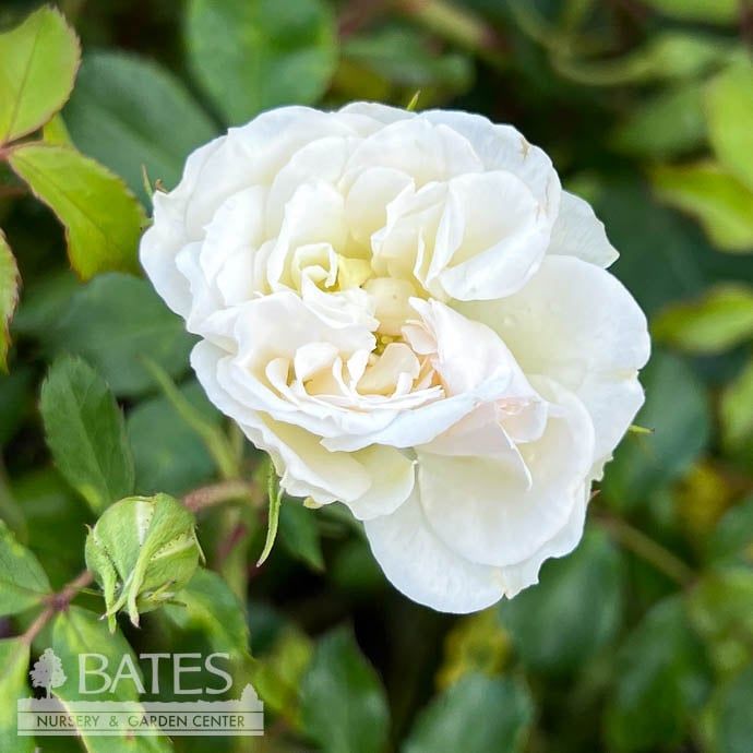 Topiary Patio Tree #5 Rosa White Drift/ Rose - No Warranty