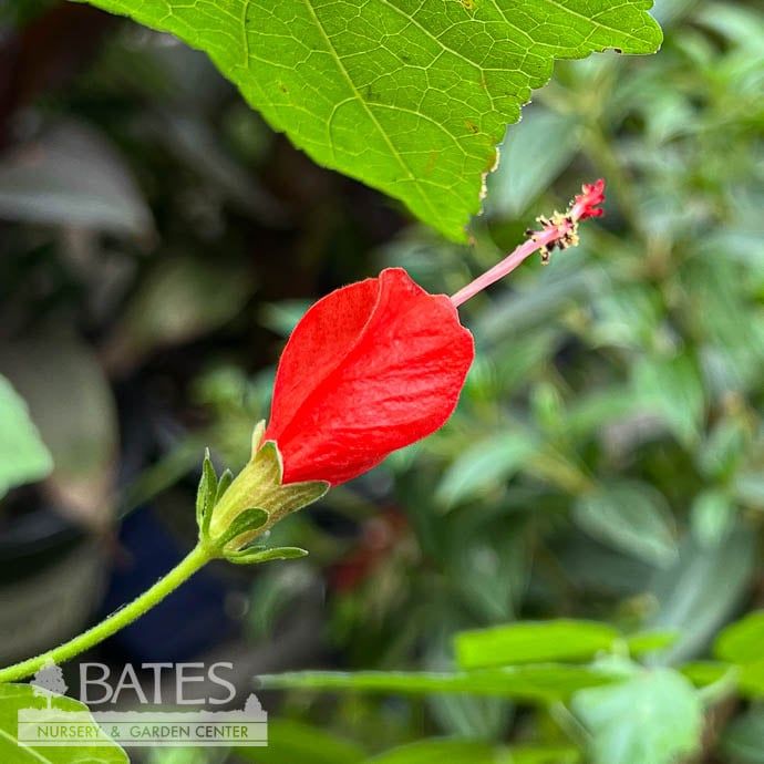 #1 Malvaviscus arboreus/ Turk's Cap, Wax Mallow - No Warranty