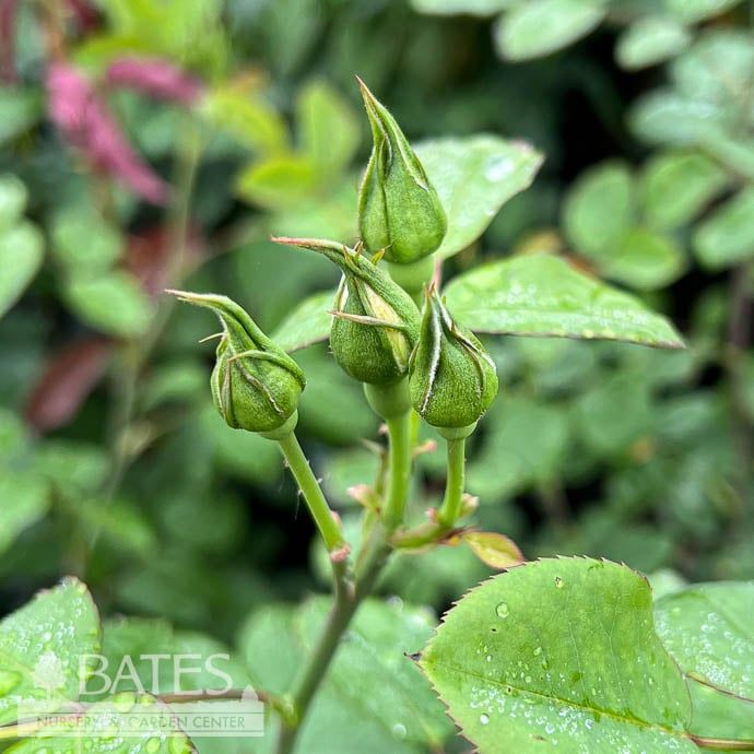 #3 Rosa Gentle Hermione/ Pink David Austin Shrub Rose - No Warranty